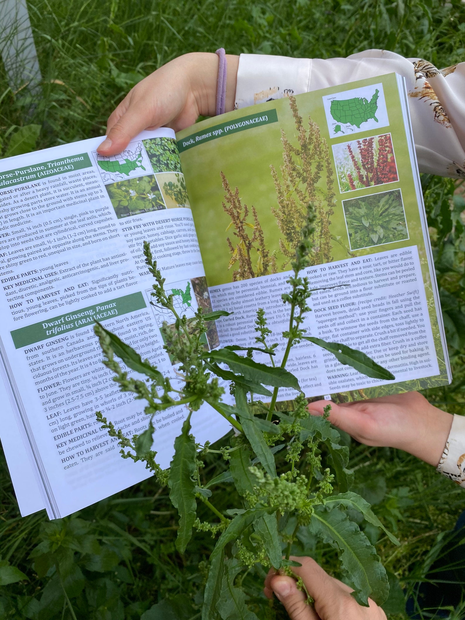 The Forager’s Guide to Wild Foods - Etsy