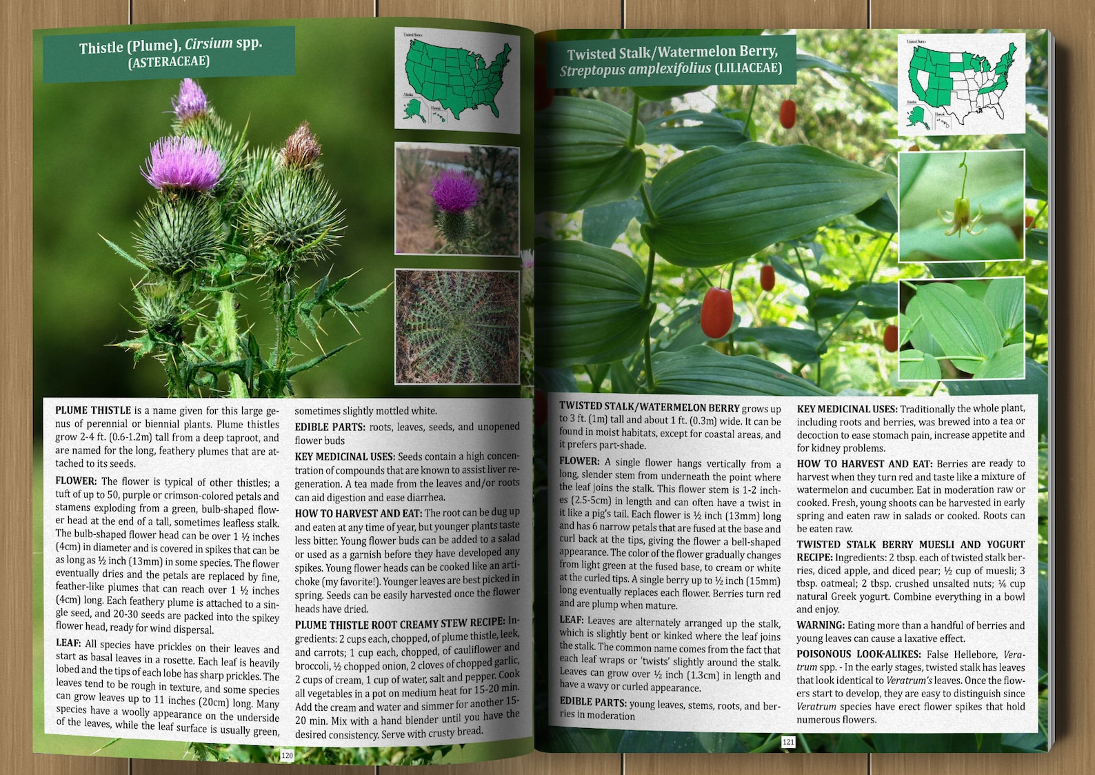 The Foragers Guide to Wild Foods - Etsy