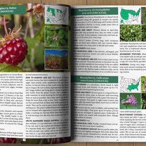 The Forager’s Guide to Wild Foods - Etsy