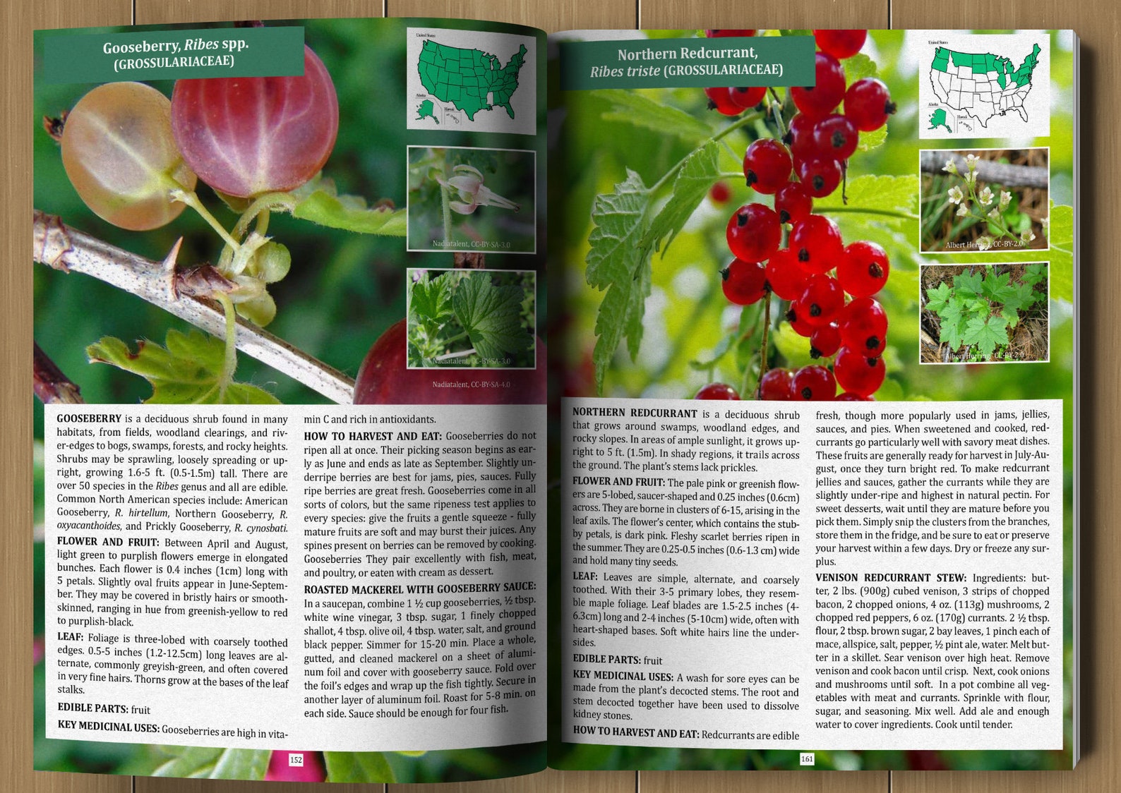 The Forager’s Guide to Wild Foods - Etsy