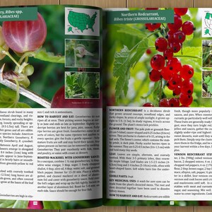 The Forager’s Guide to Wild Foods - Etsy