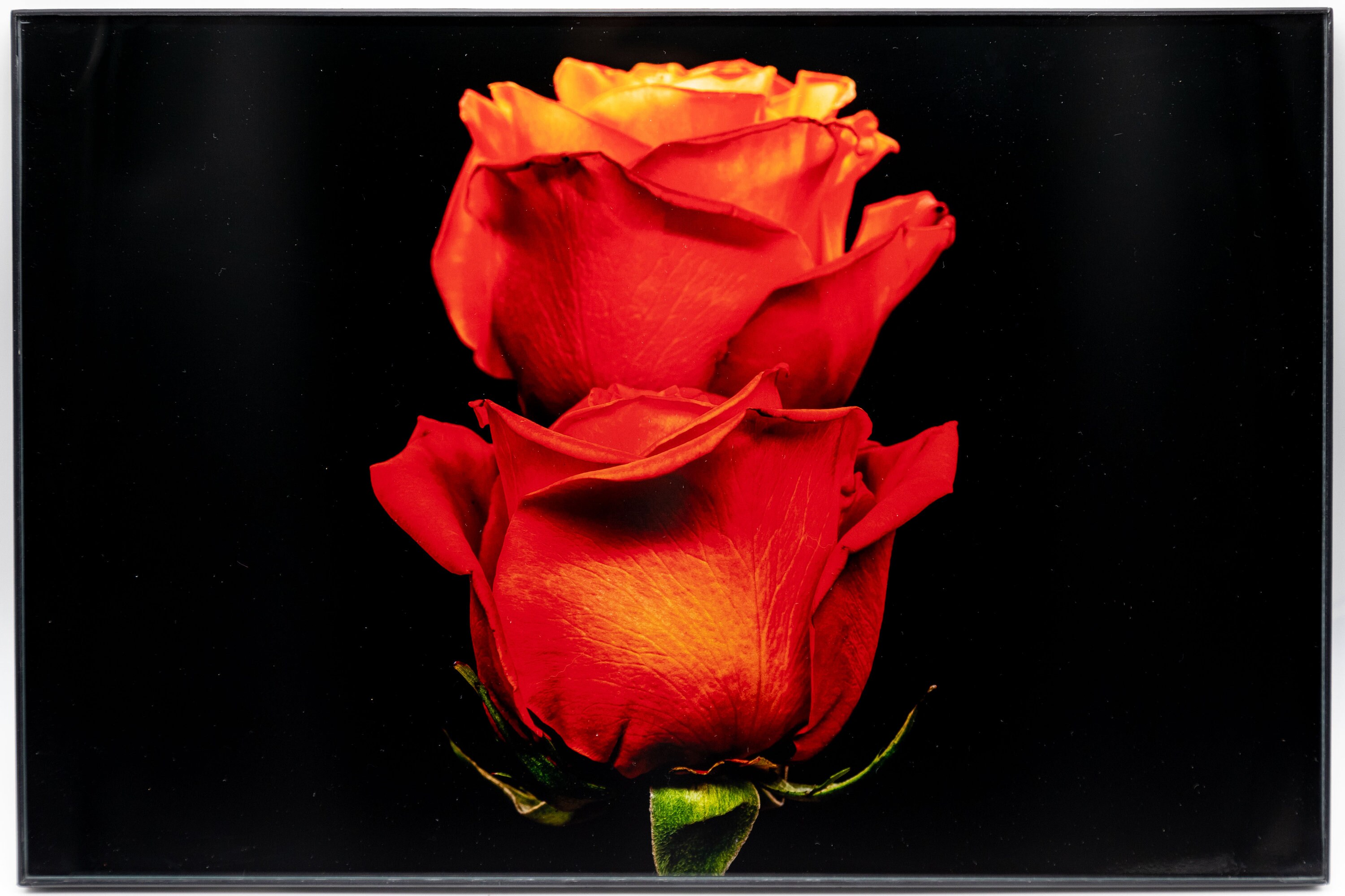 Flower / Roses Double Rose Photography Digital Download (Instant ...