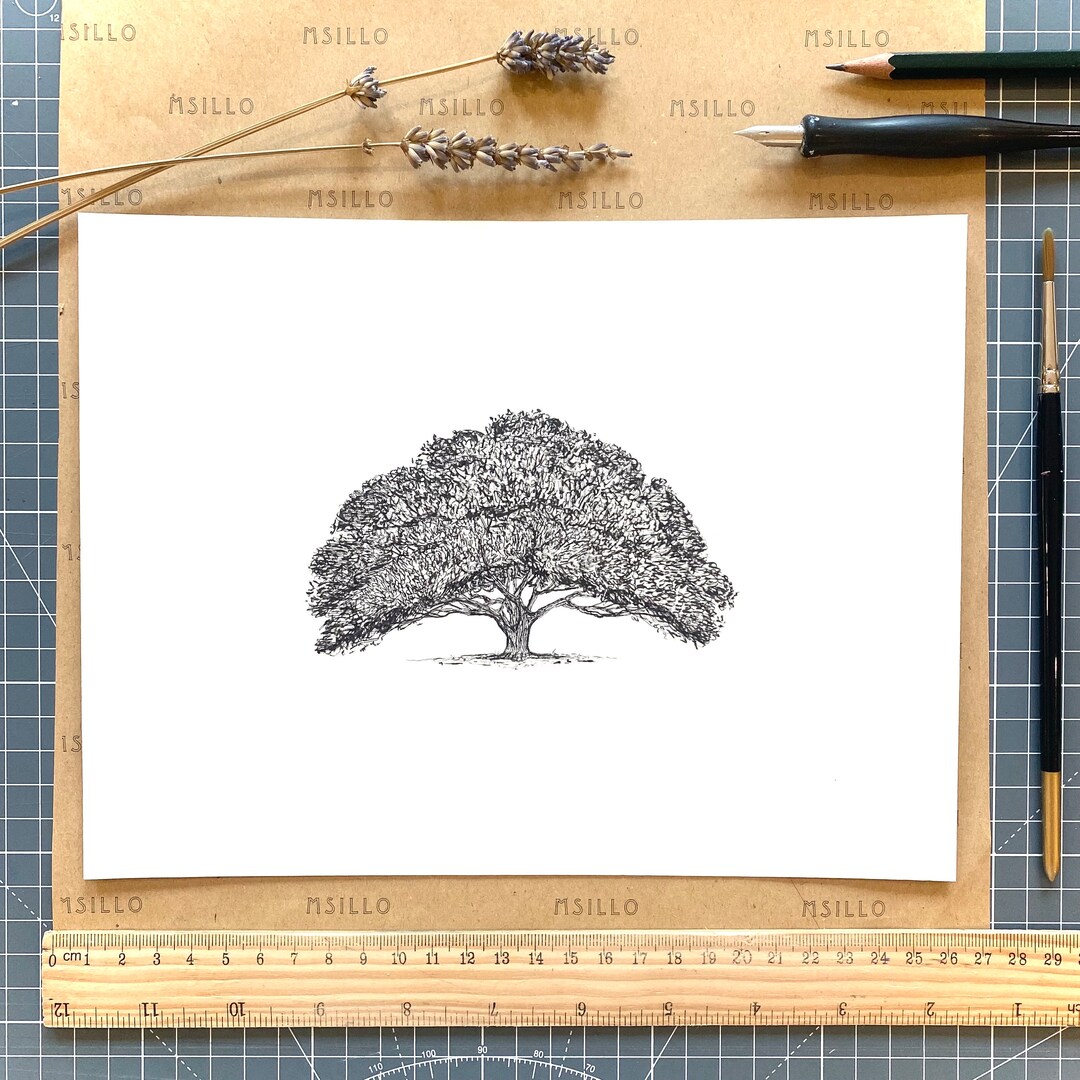 Original Elm Tree Drawing. Black and White, Pen and Ink. English Nature ...