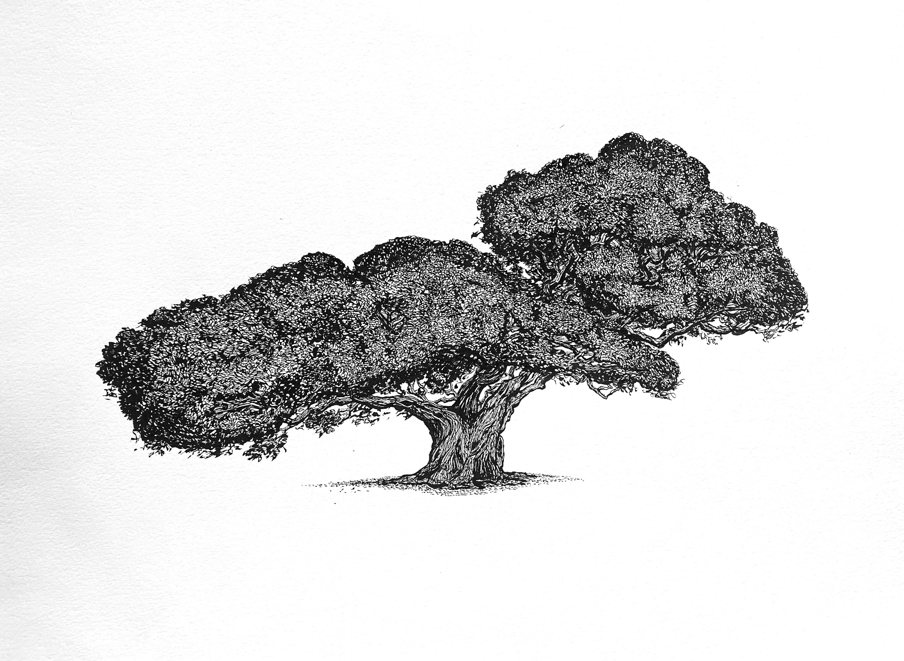 Oak | Original Tree Drawing. Black and White, Beautiful Old Tree. Hand ...