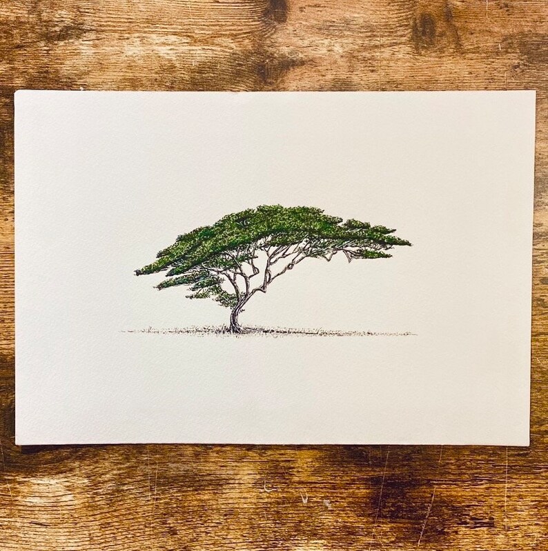 Árbol de acacia. Obras de arte originales. Tinta negra y acuarela de ...