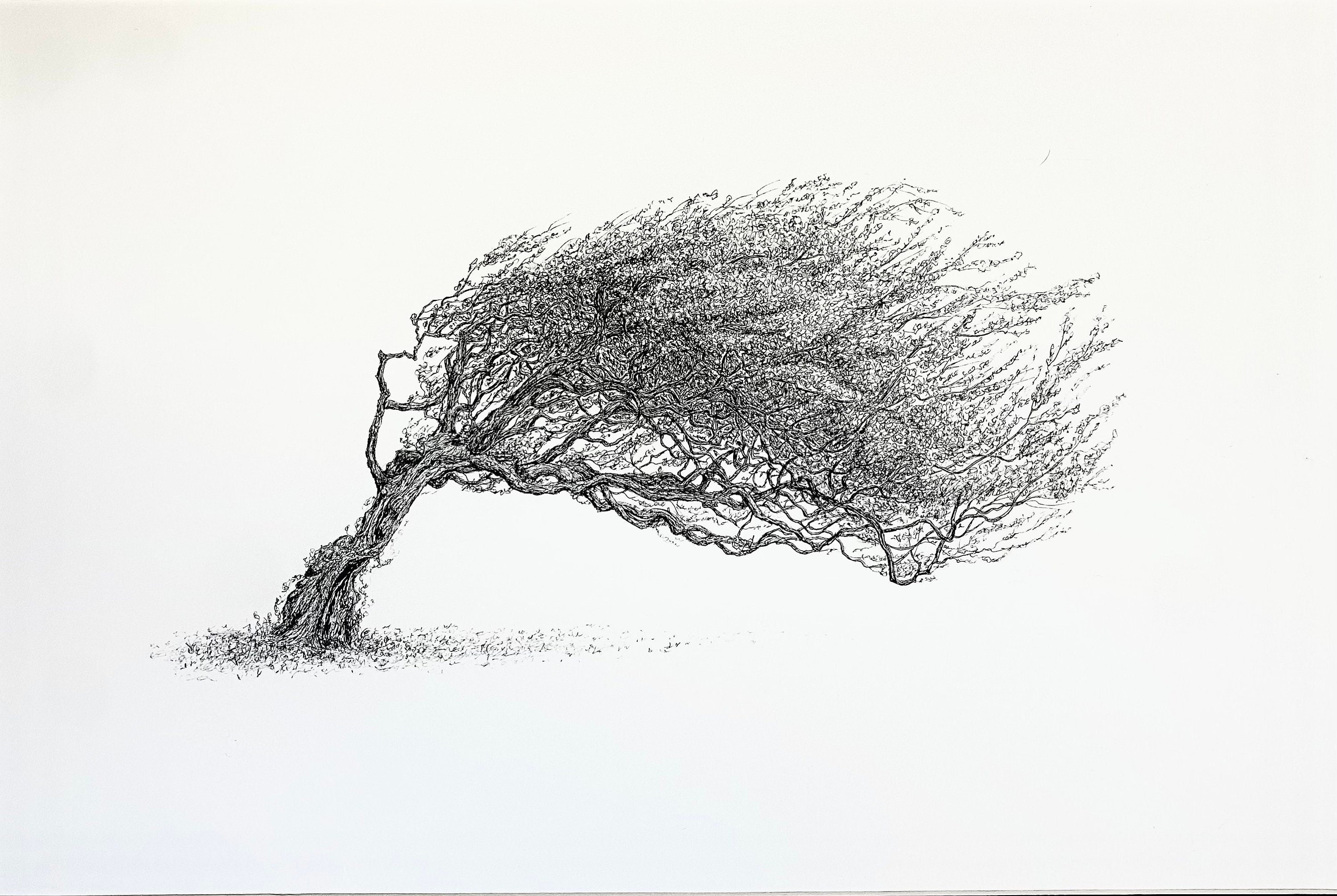 Windswept Tree Original Ink Drawing. Artist Msillo. Black - Etsy Canada