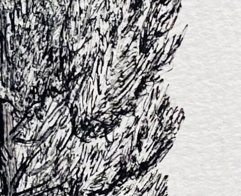 Poplar Original Hand Drawn Black and White Ink Drawing. Tree Artist ...