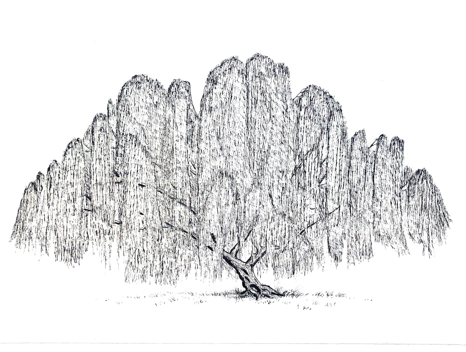 Willow Tree Fine Art Beautiful Large Original Pen and Ink Drawing ...