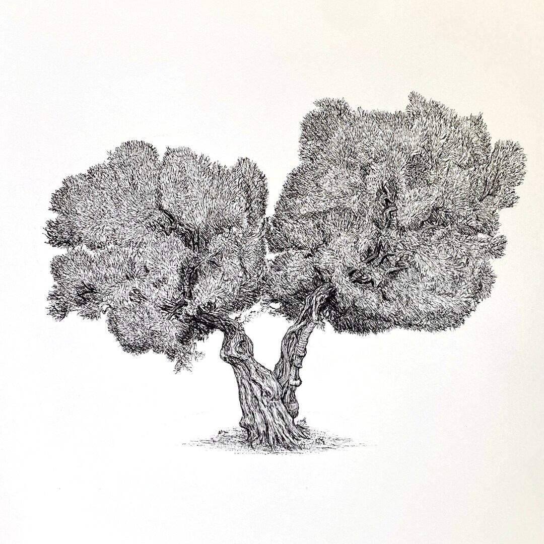Olive Tree Original Artwork. Black and White, Beautiful Old Tree. Hand ...