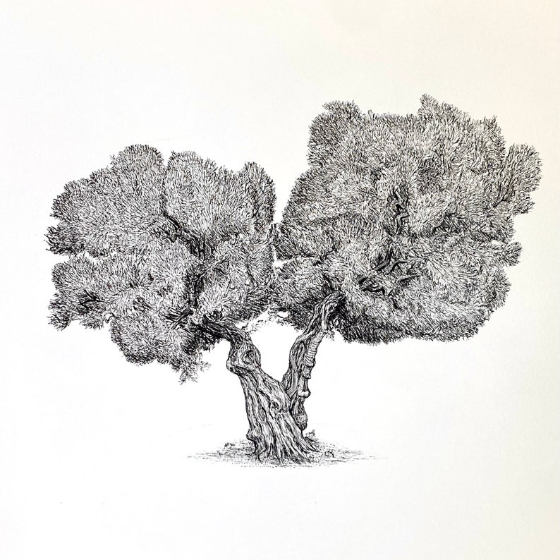 Olive Tree Original Artwork. Black and White, Beautiful Old Tree. Hand ...