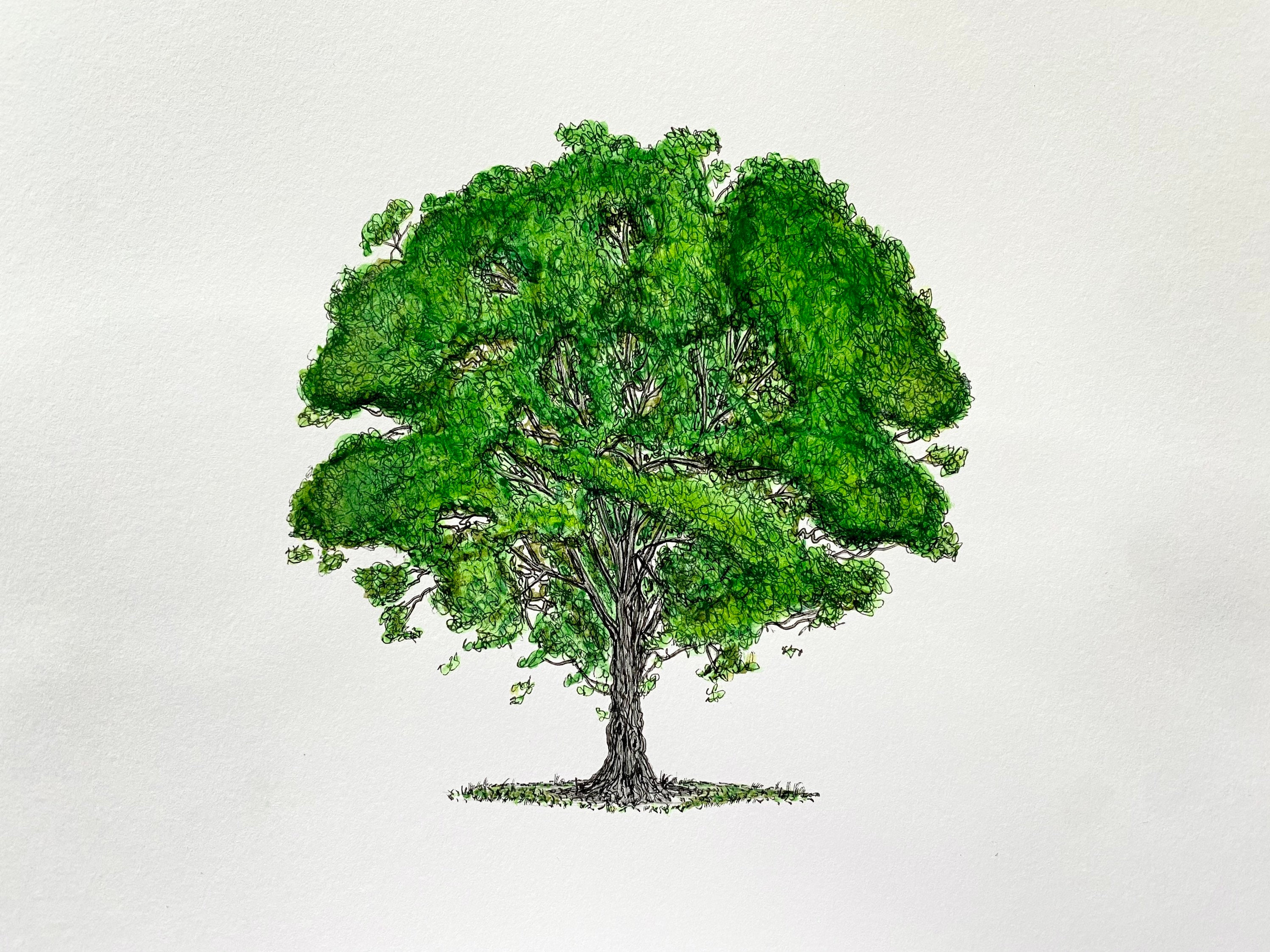 Oak Tree original pen and ink drawing with watercolour. 10x8 | Etsy