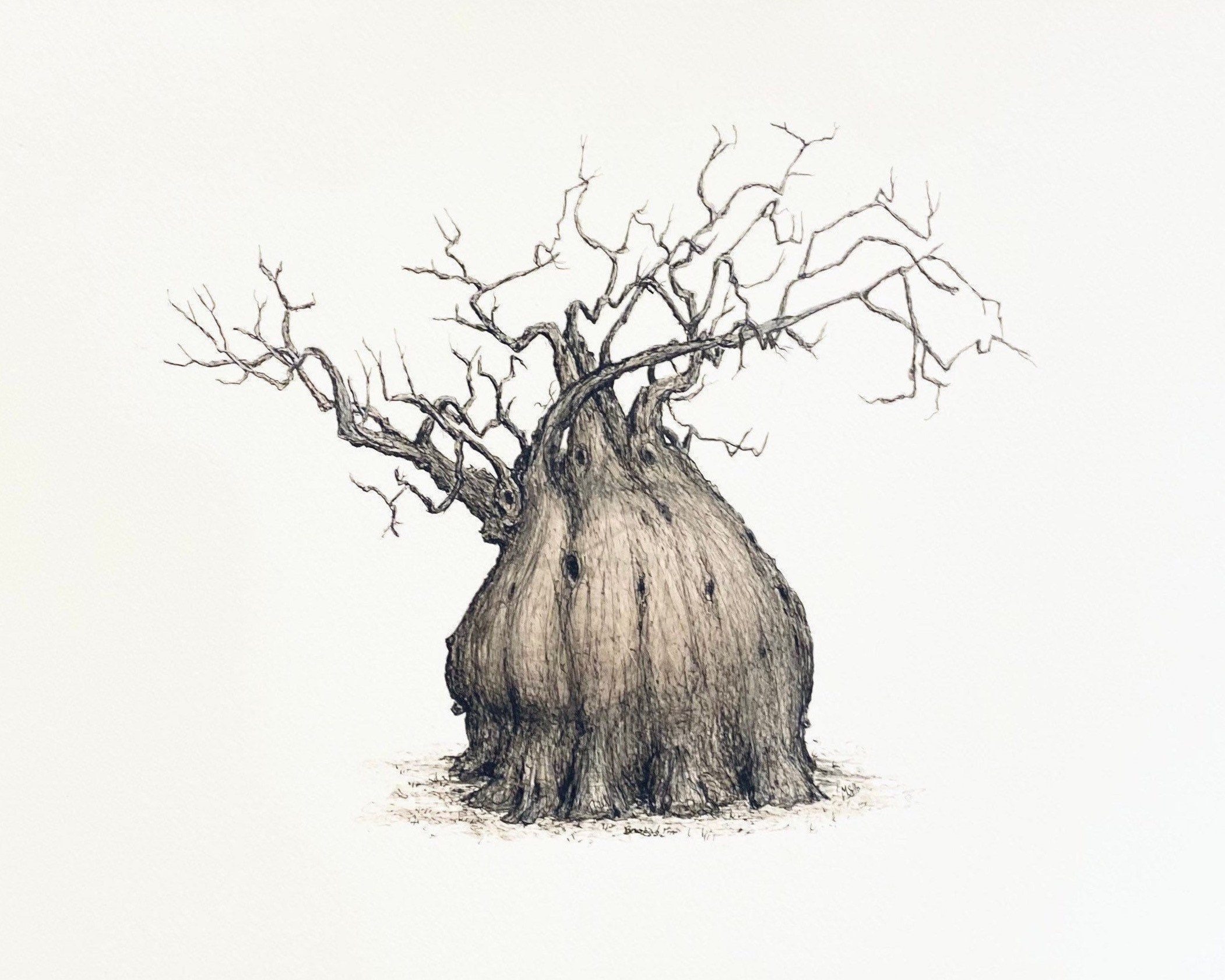 Baobab Tree Drawing