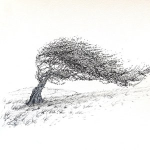 Windswept Hawthorn Original Ink Tree Large Landscape Wall Artwork Pen ...