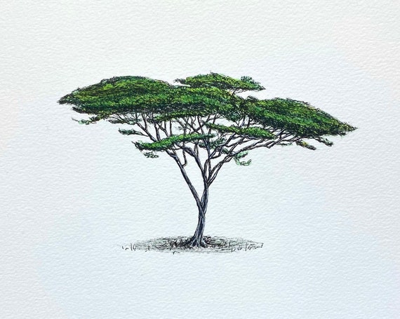 Acacia Tree Illustration