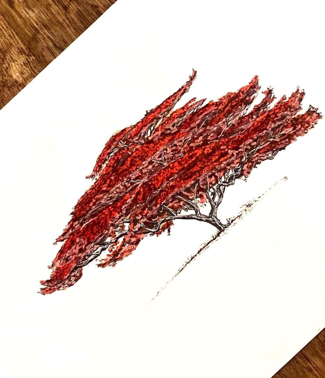 Acer Palmatum Japanese Red Maple Tree. . Fine Line Ink and Watercolour ...