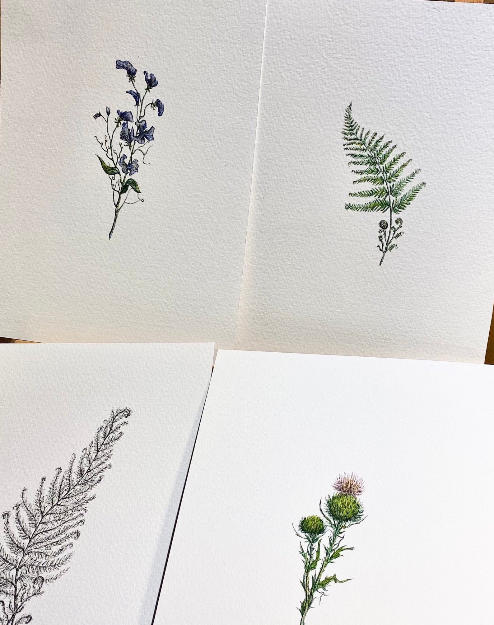 Commission Botanical Ink and Watercolour Illustrations. Plant, Leaf ...