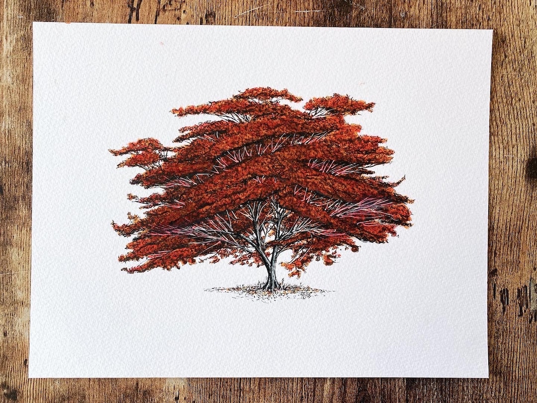 Red Maple Tree Original Illustration, Japanese Acer Artwork. Ink and ...