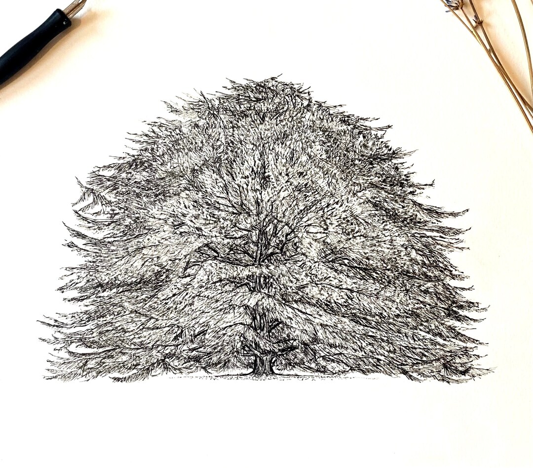 Yew | Original Ink Tree Drawing. Hand Drawn Fine Line. Black and White ...