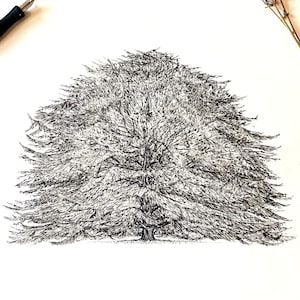 Yew | Original Ink Tree Drawing. Hand Drawn Fine Line. Black and White ...