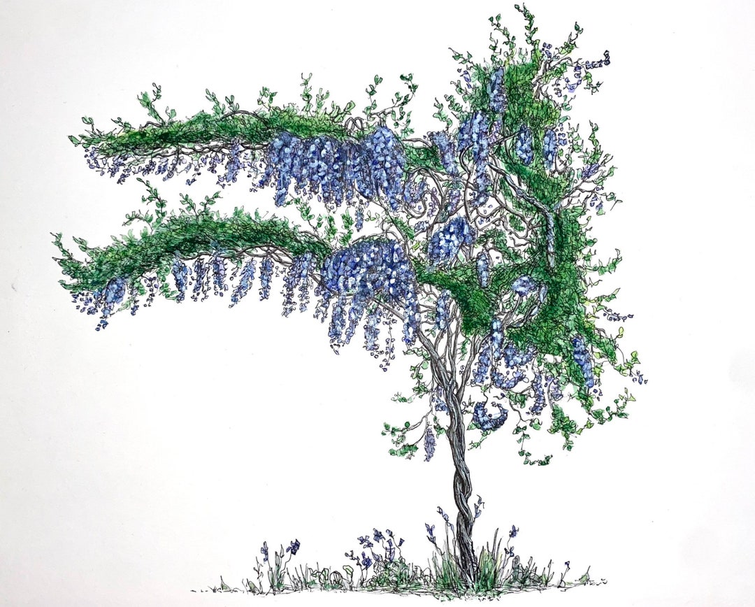 Wisteria Tree Painting. Original Tree Artist. Sumi Ink, Watercolour ...