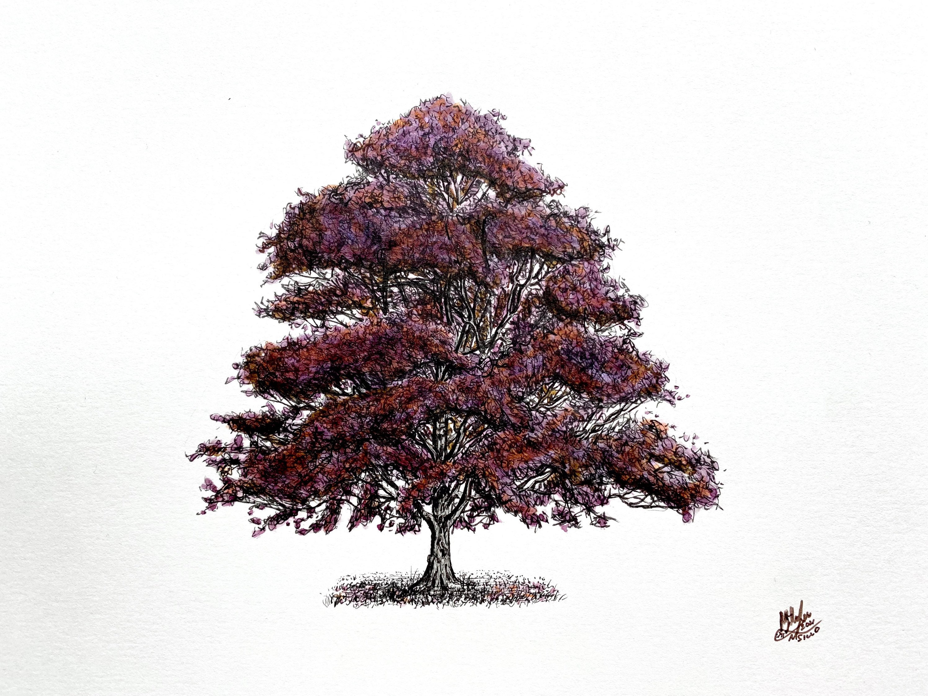 Beech Tree original illustration. English nature copper | Etsy