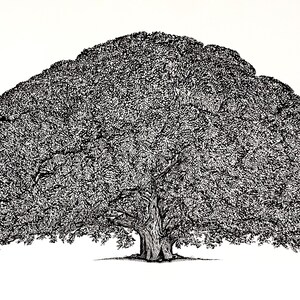 Fine Line Tree Original Large Wall Artwork. Pen and Ink Drawing. Black ...