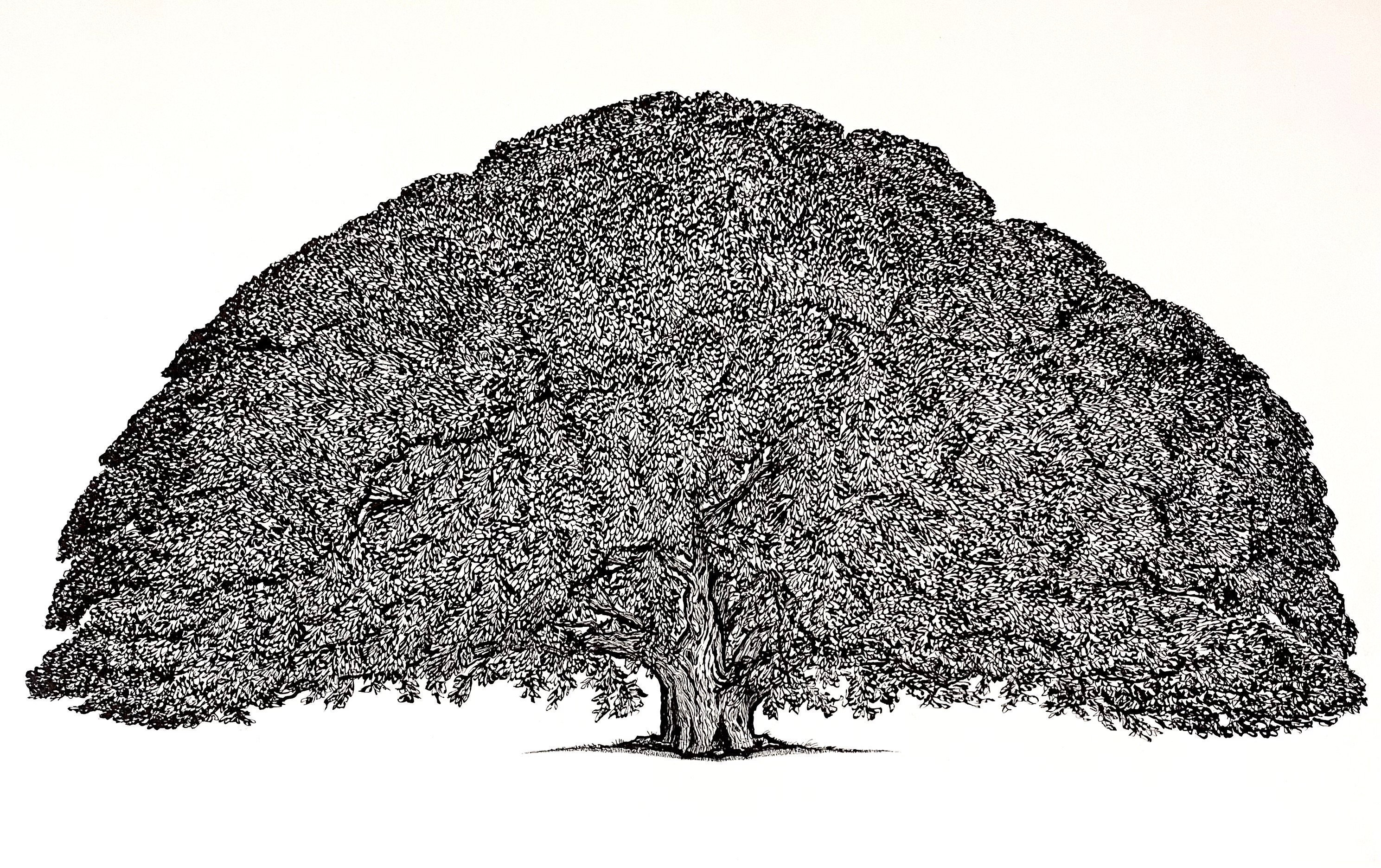 Fine Line Tree Original Large Wall Artwork. Pen and Ink Drawing. Black ...