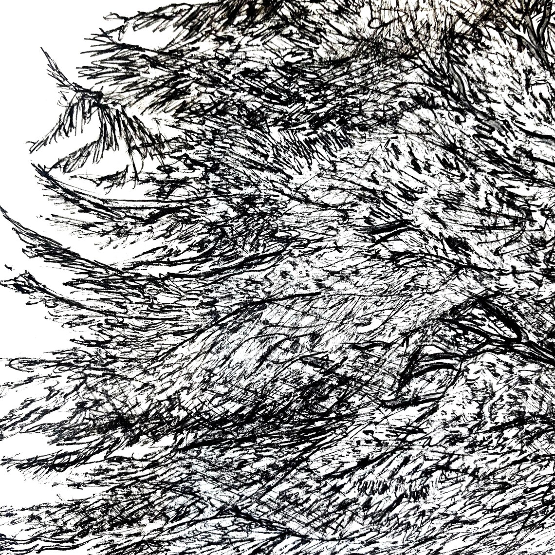 Yew | Original Ink Tree Drawing. Hand Drawn Fine Line. Black and White ...