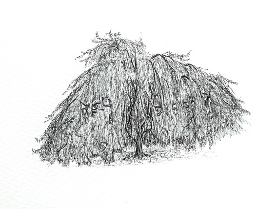 Weeping Willow Tree Drawing Black And White