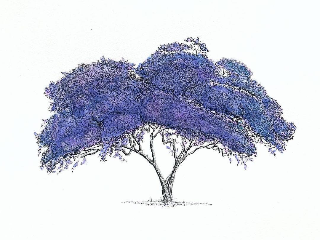 Jacaranda Tree Original Ink and Watercolour Artwork. Beautiful Blue ...