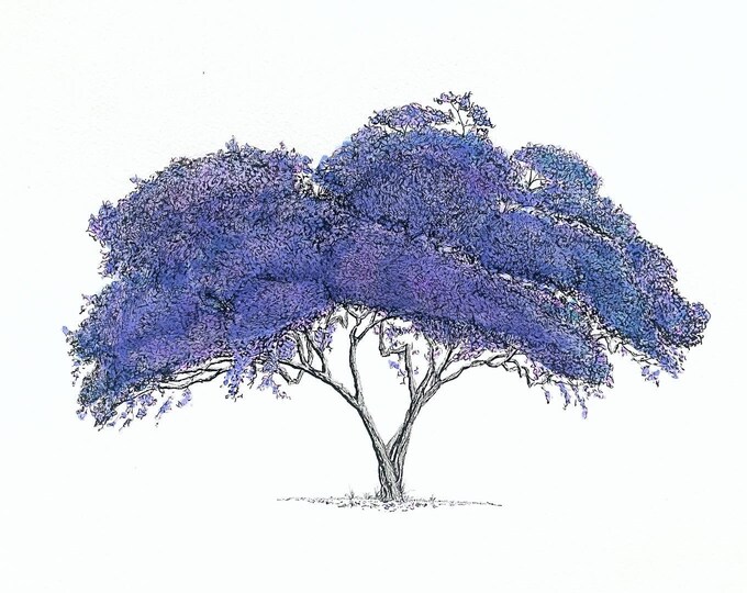 Jacaranda Tree | Original Ink and Watercolour Artwork. Beautiful Blue ...