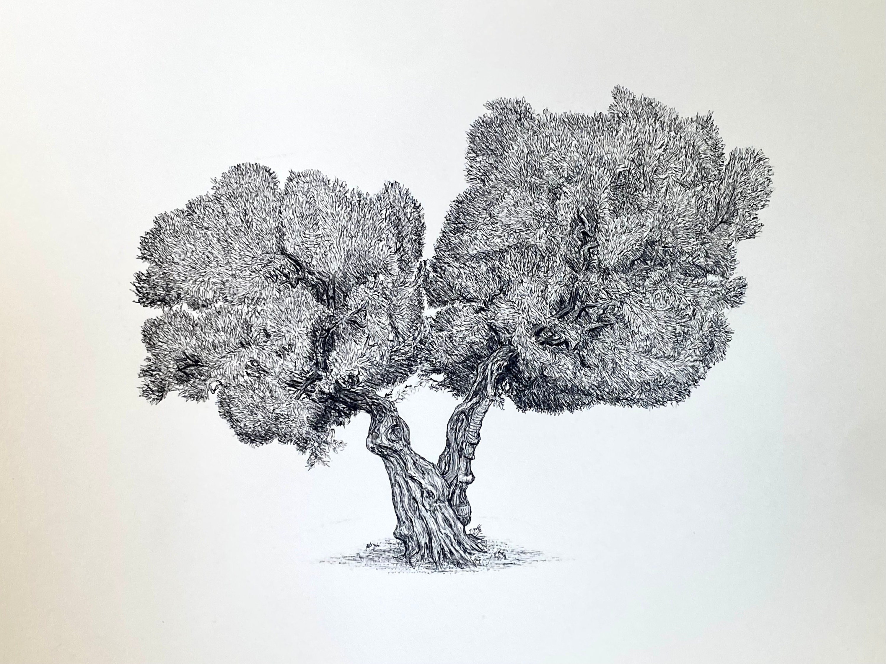 Olive Tree Original Artwork. Black and White, Beautiful Old Tree. Hand ...
