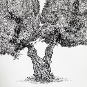 Olive Tree Original Artwork. Black and White, Beautiful Old Tree. Hand ...