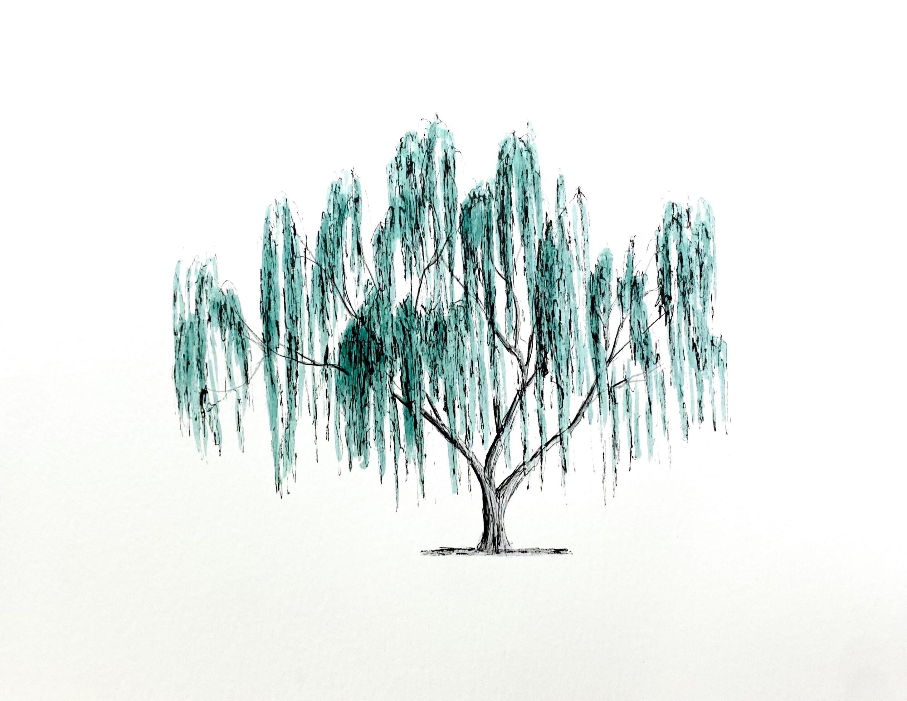 Drawing & Illustration white background original ink drawing Willow ...