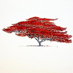 Acer Palmatum Japanese Red Maple Tree. . Fine Line Ink and Watercolour ...