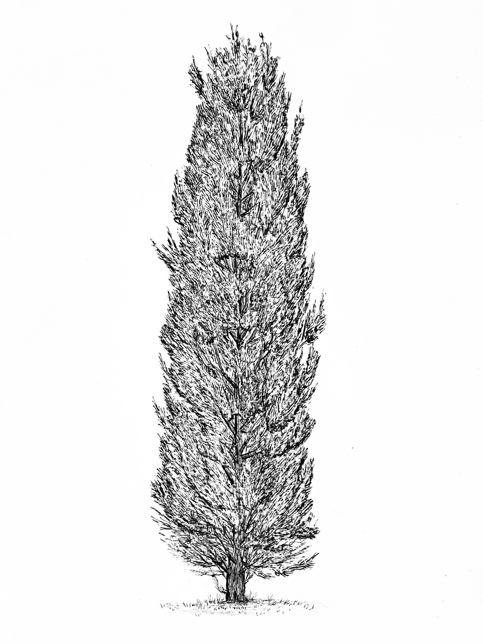 Poplar Original Hand Drawn Black and White Ink Drawing. Tree Artist ...