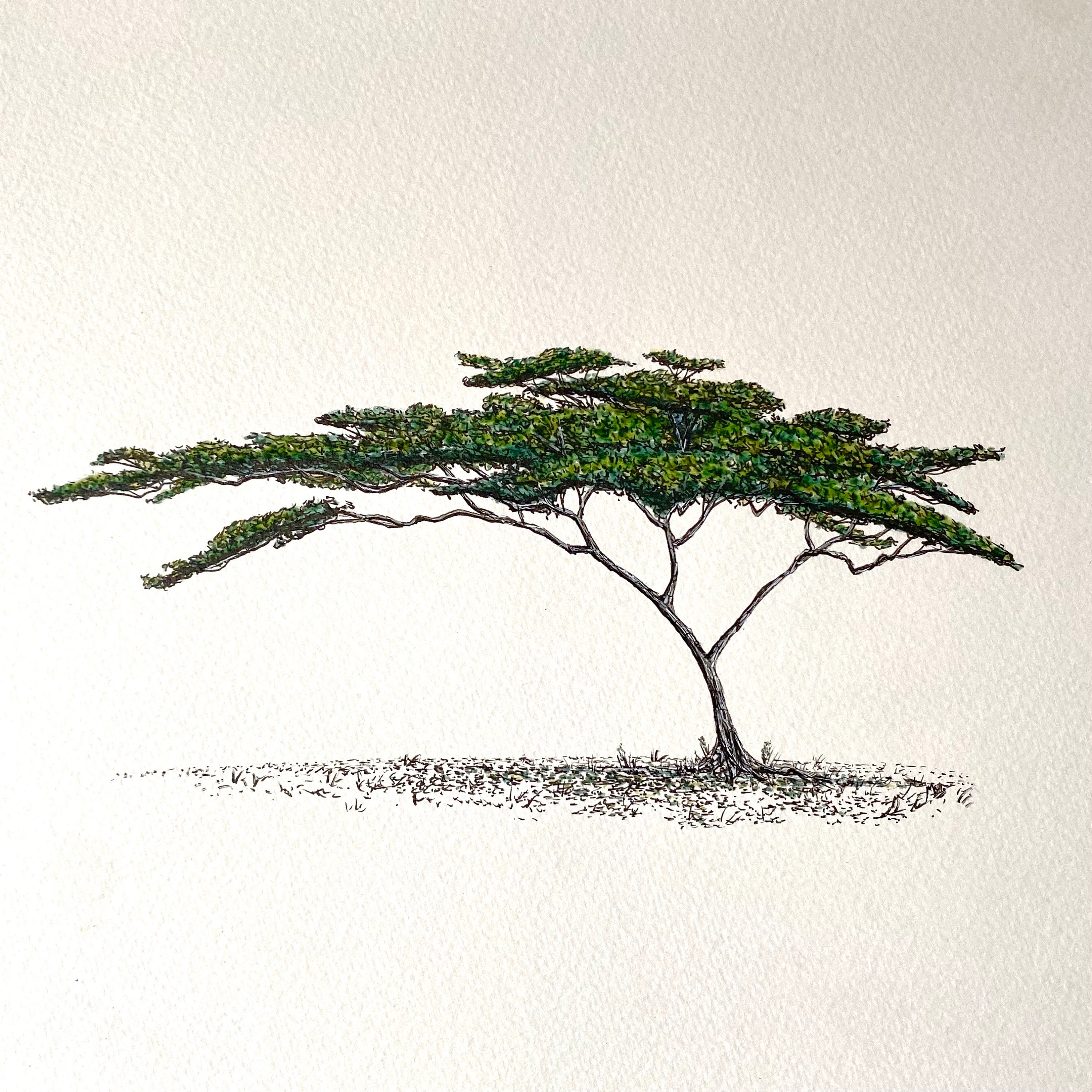 Landscape Acacia. African Tree. Original Black Ink and Watercolour Fine ...
