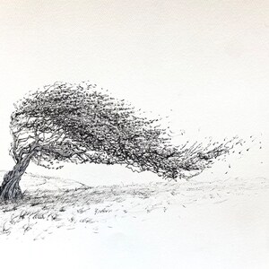 Windswept Hawthorn Original Ink Tree Large Landscape Wall Artwork Pen ...
