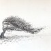 Windswept Hawthorn Original Ink Tree Large Landscape Wall Artwork Pen ...