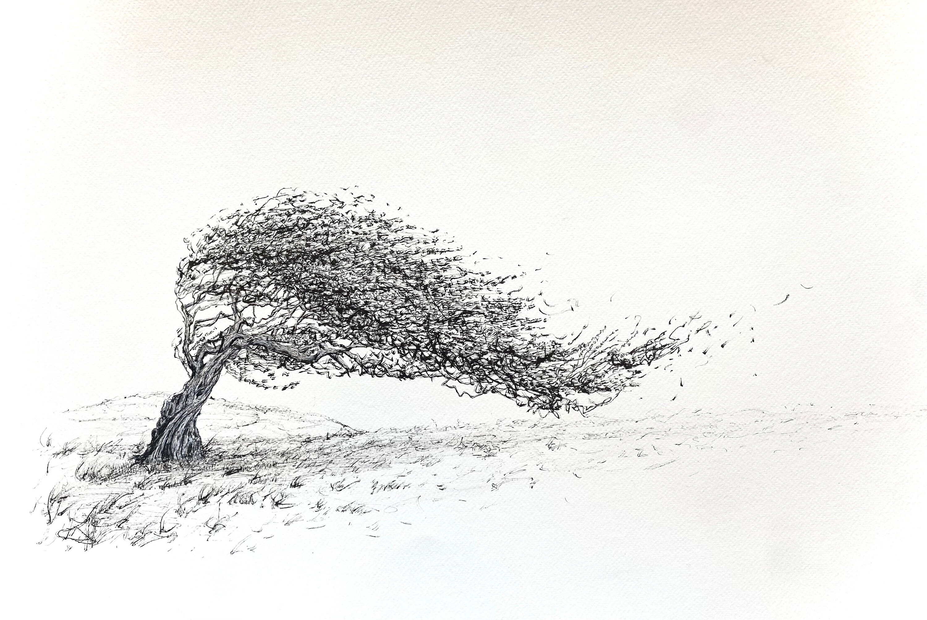 Windswept Hawthorn Original Ink Tree Large Landscape Wall Artwork Pen ...