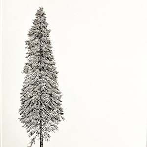 Original Ink, Redwood Tree, Large Wall Artwork. Black and White, Fine ...