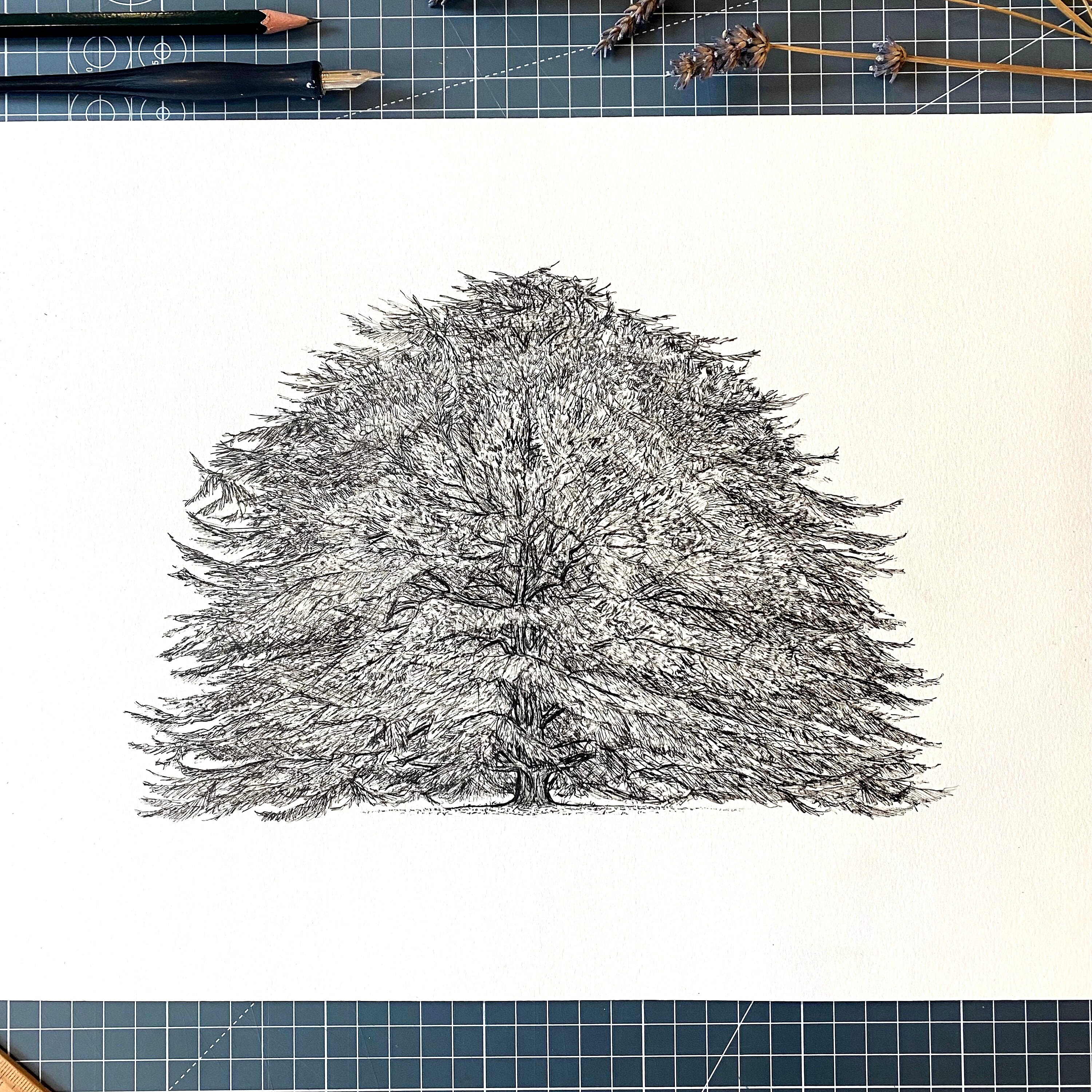 Yew | Original Ink Tree Drawing. Hand Drawn Fine Line. Black and White ...
