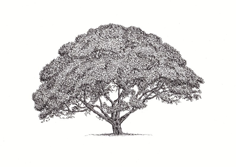 Oak Ink Original Tree Drawing, Hand Drawn Artwork. Black Fine Line Pen ...