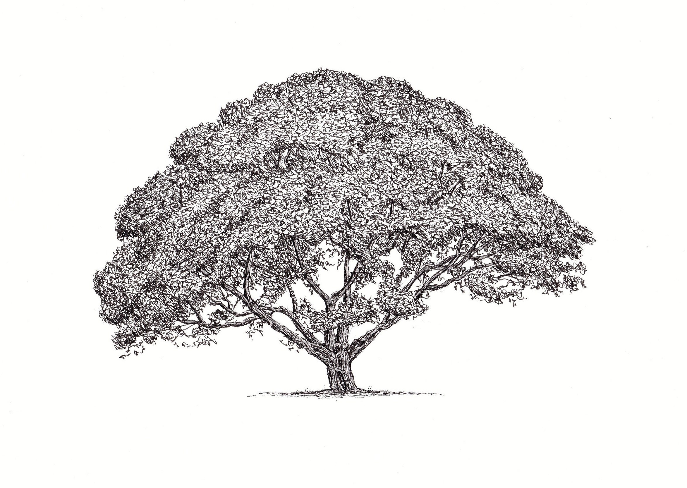 Oak Ink Original Tree Drawing, Hand Drawn Artwork. Black Fine Line Pen ...