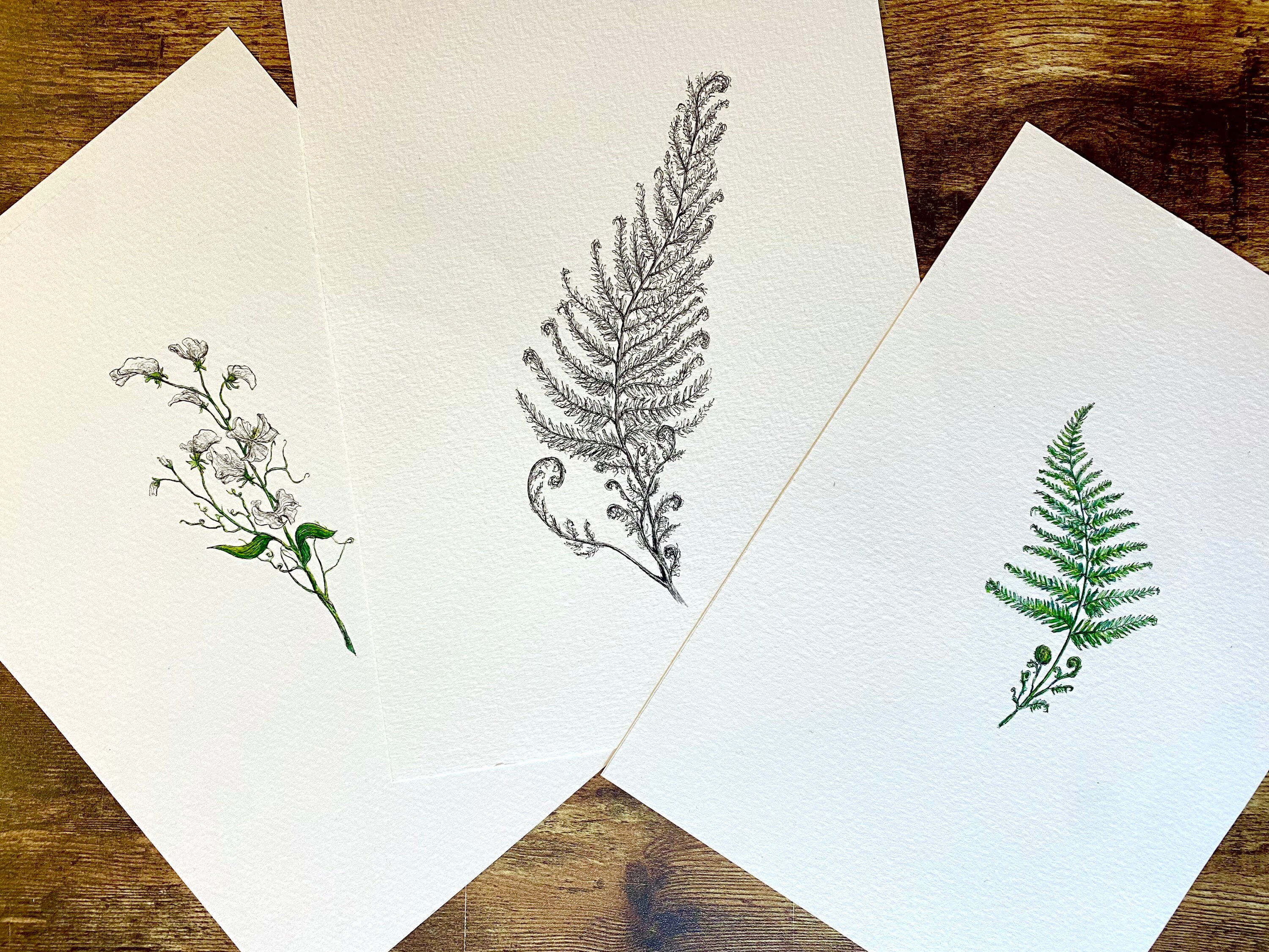 Commission Botanical Ink and Watercolour Illustrations. Plant, Leaf ...