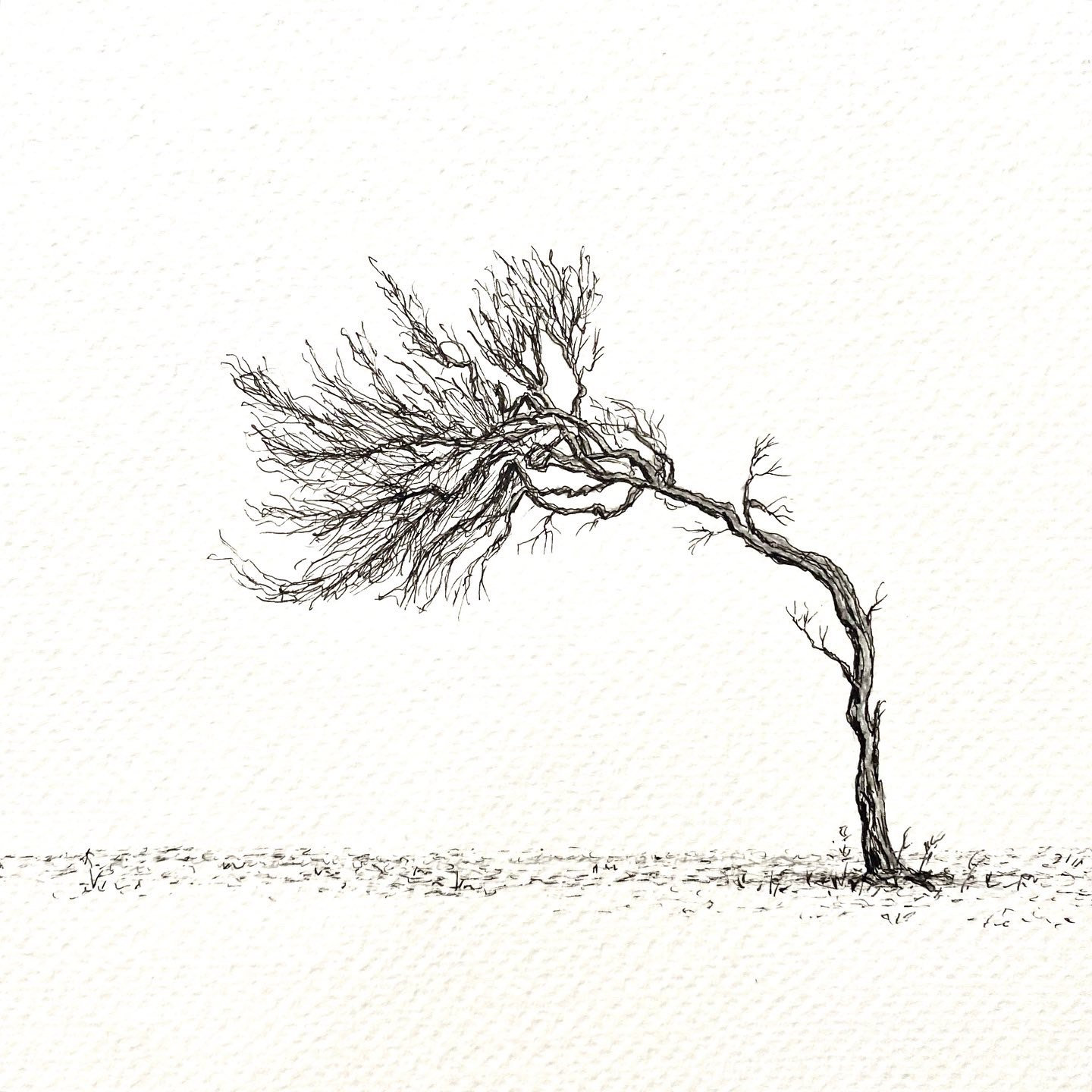 Broken Tree Branch Drawing