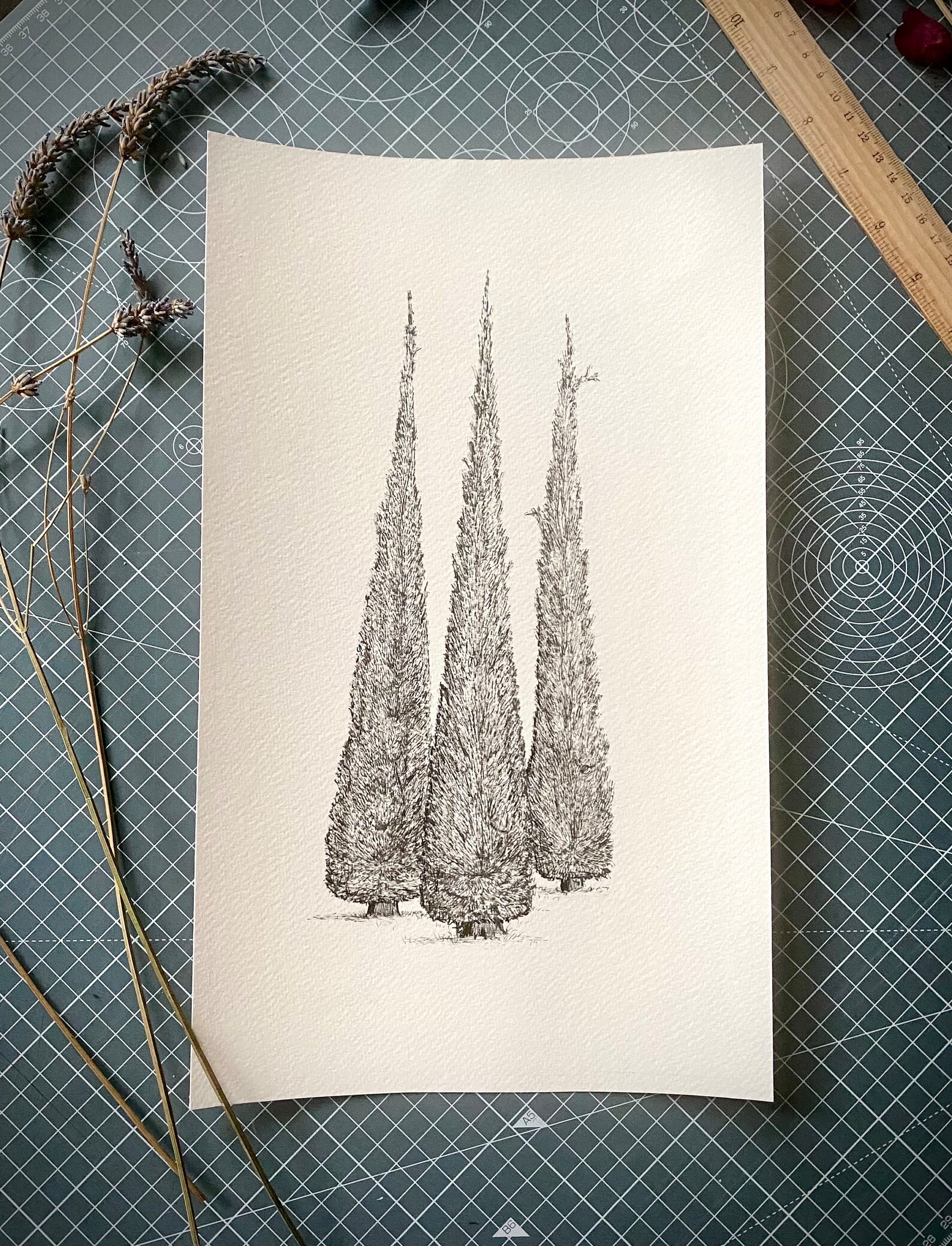 Italian Cypress Trees | Original Drawing. Black, White, Fine-line Pen ...