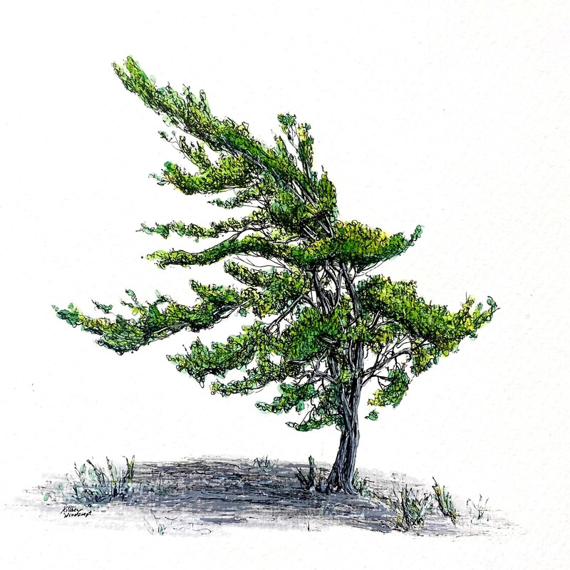Windswept Tree - Etsy