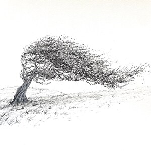 Windswept Hawthorn Original Ink Tree Large Landscape Wall Artwork Pen ...