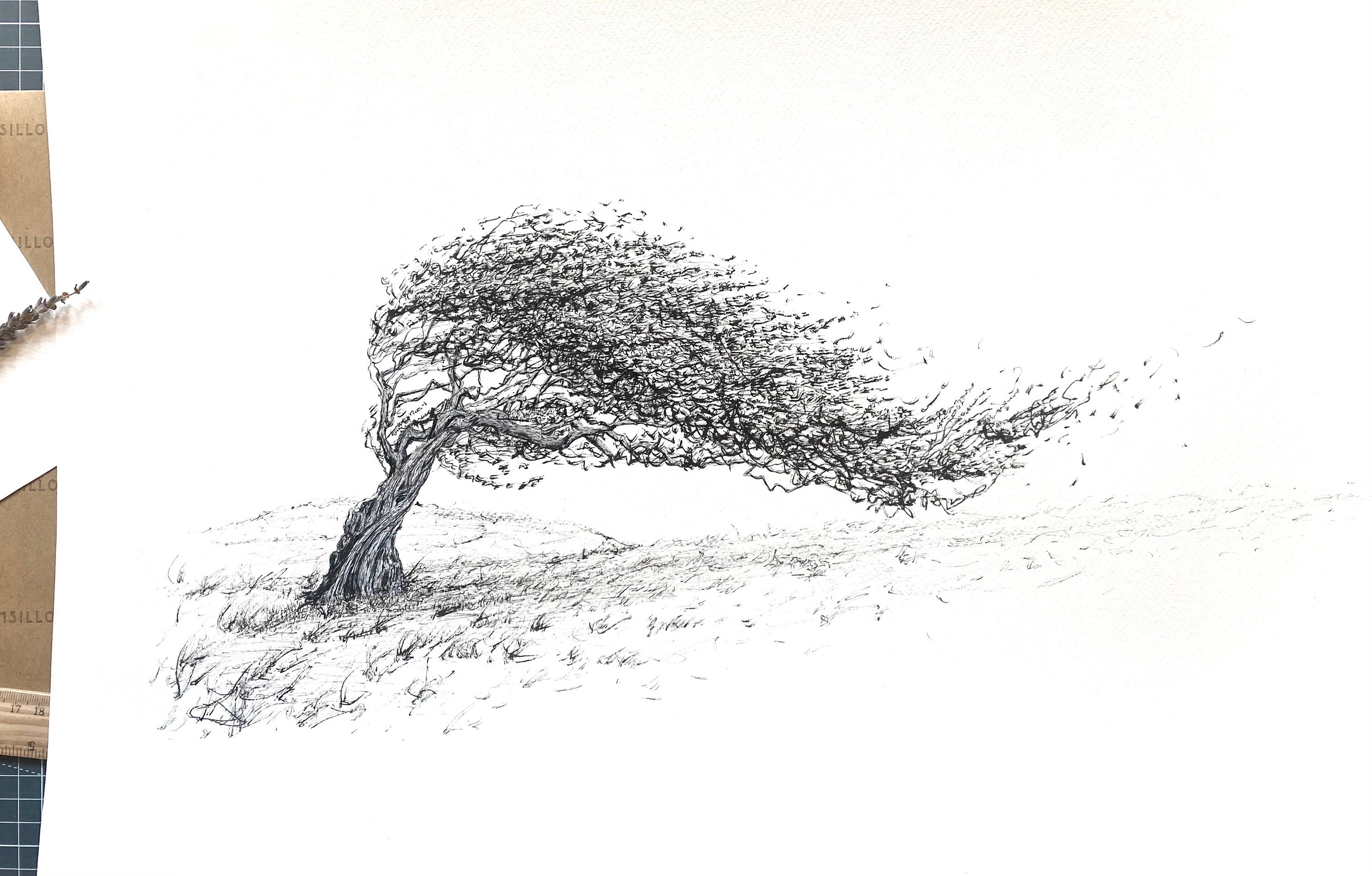 Windswept Hawthorn Original Ink Tree Large Landscape Wall Artwork Pen ...